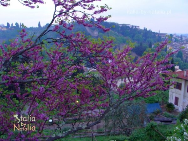 Spring in Tuscany. Why is it worth visiting Tuscany in spring?